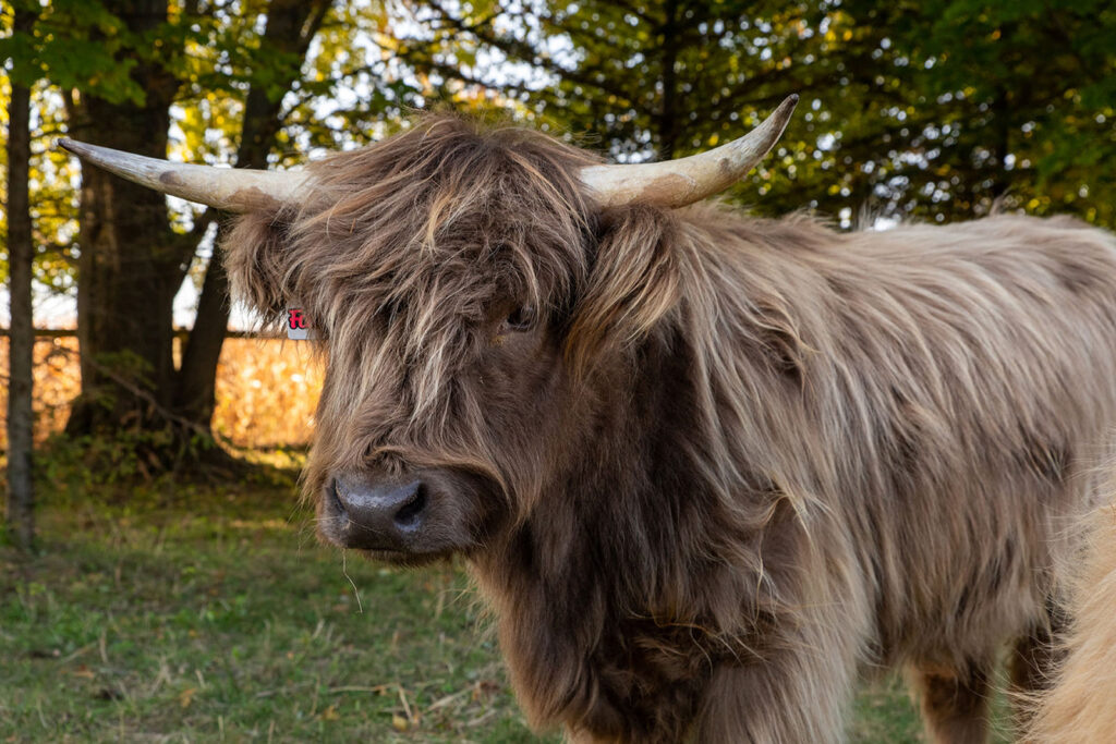 Meet Fancy - Fluffy Feather Farm