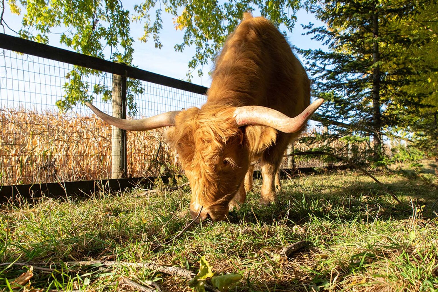 Meet Mindi - Fluffy Feather Farm