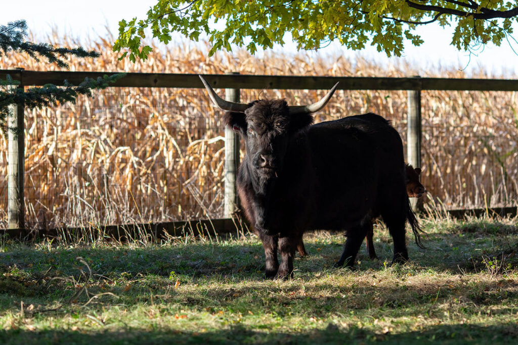 Meet Heidi - Fluffy Feather Farm