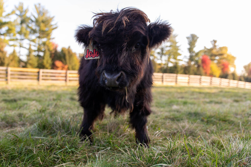 Meet JoJo - Fluffy Feather Farm