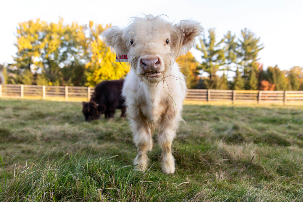 Meet Karen - Fluffy Feather Farm