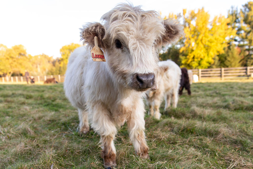 Meet Loona - Fluffy Feather Farm