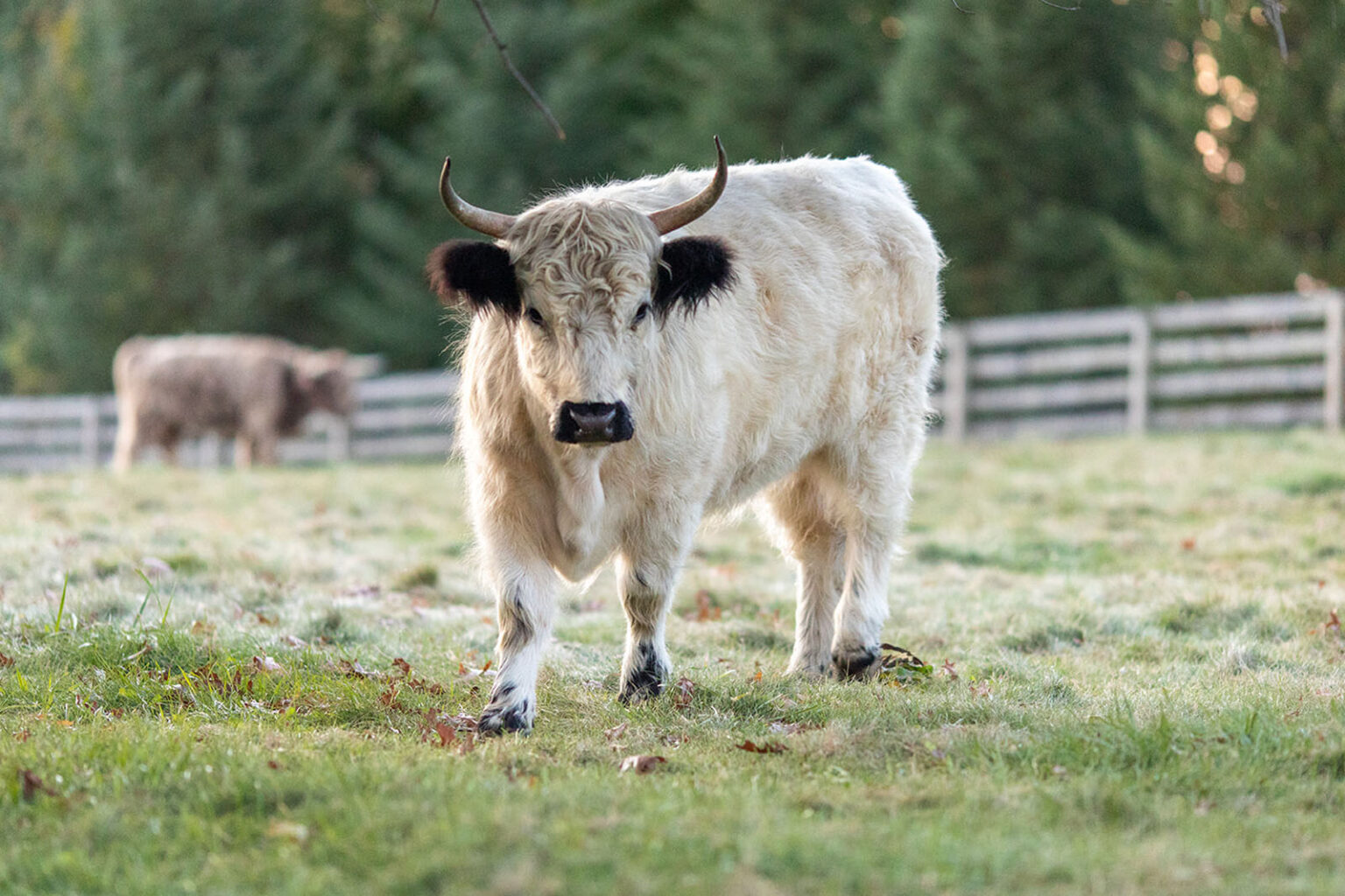 Meet Princess Buttercup - Fluffy Feather Farm