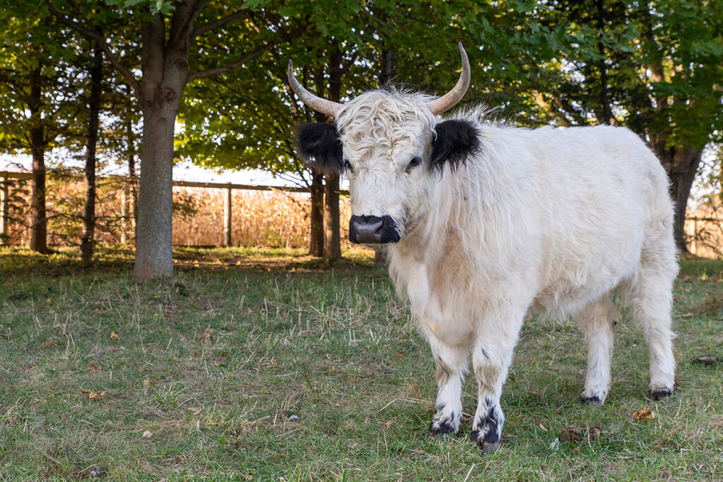 Meet Princess Buttercup - Fluffy Feather Farm