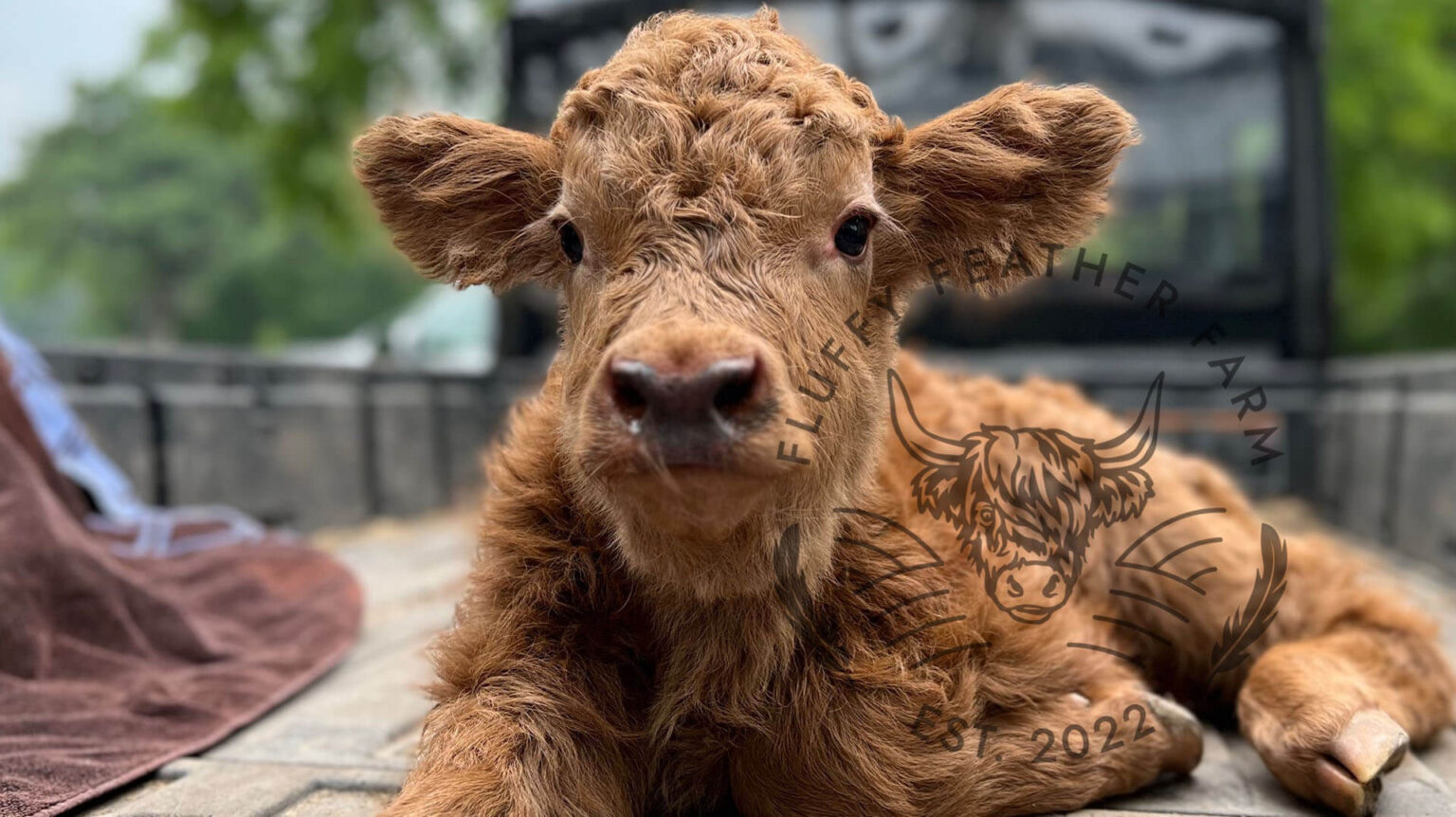 Meet Butterscotch - Fluffy Feather Farm