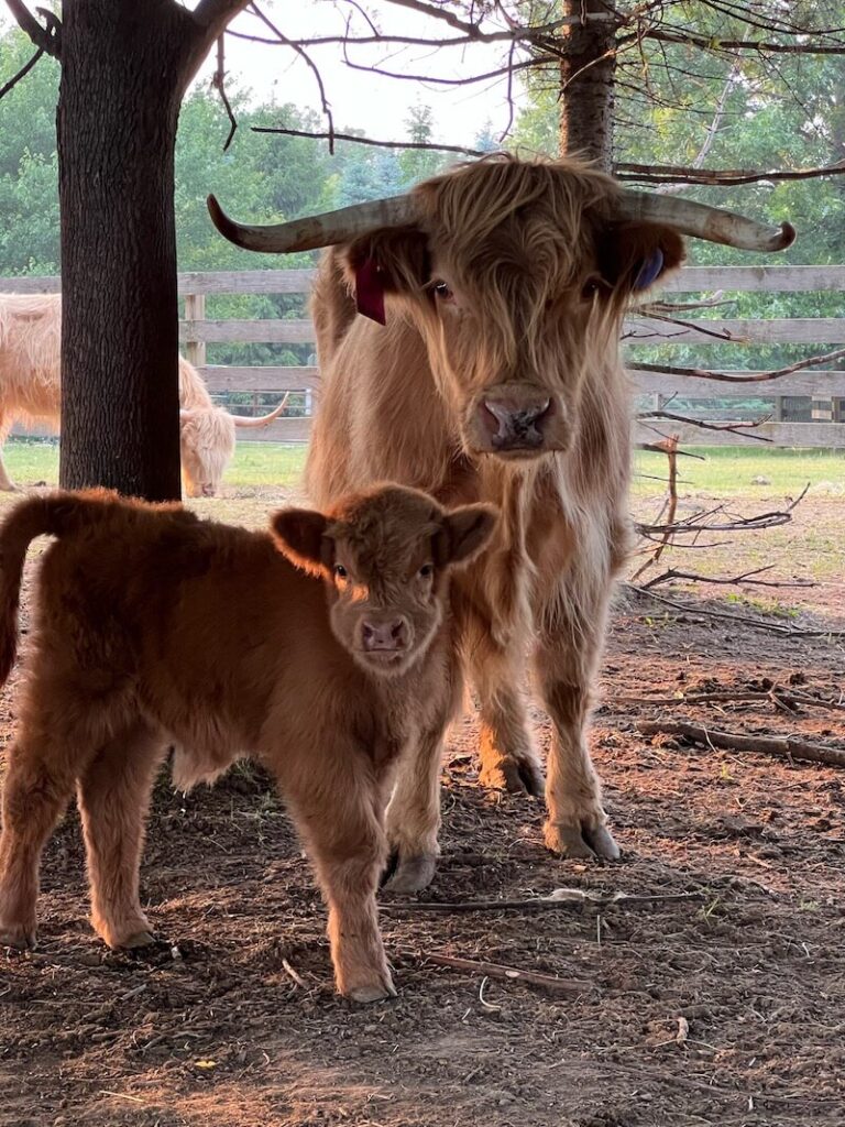 Meet Cowboy - Fluffy Feather Farm