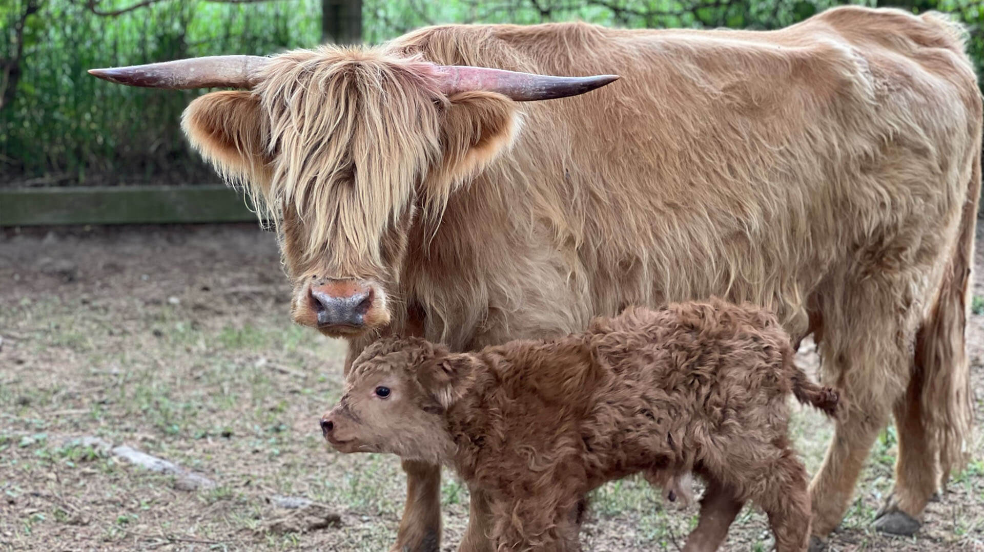 Meet Butterscotch - Fluffy Feather Farm