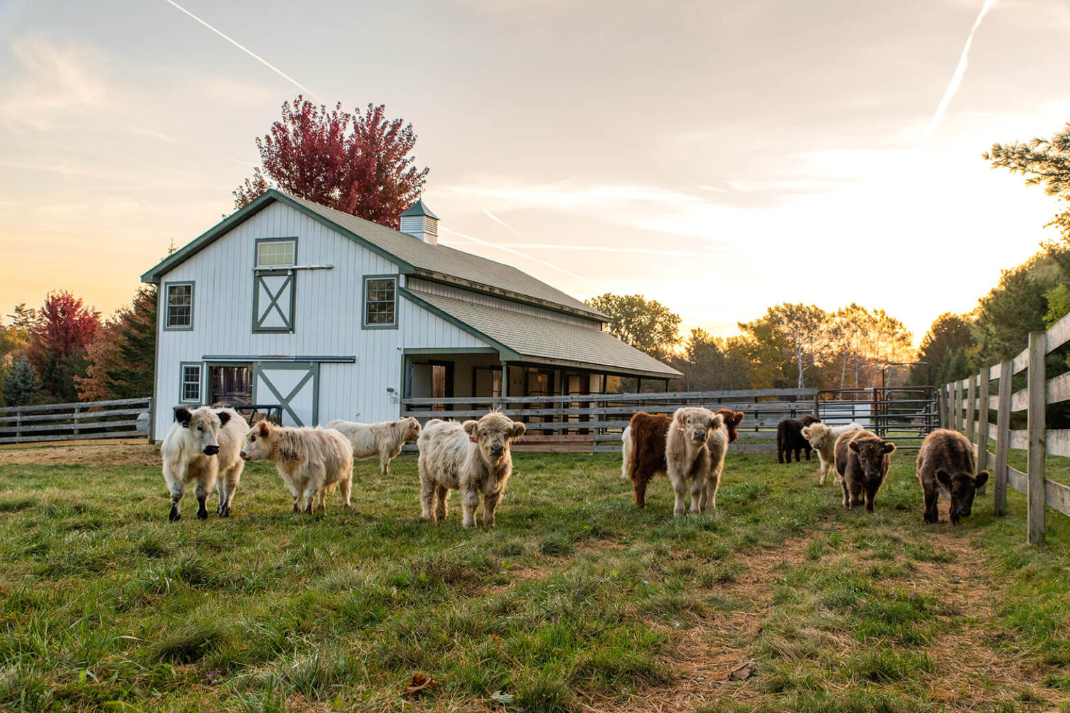 Meet Max - Fluffy Feather Farm