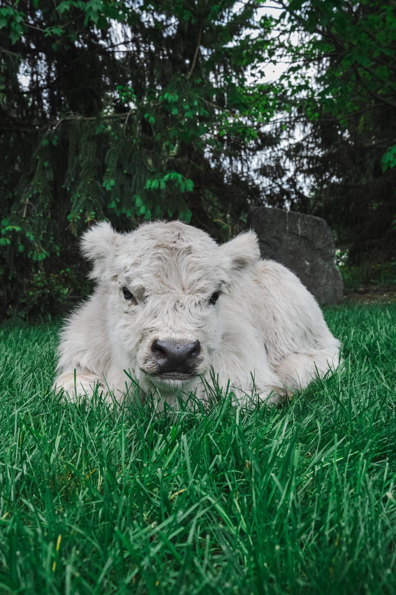 Meet Henry - Fluffy Feather Farm
