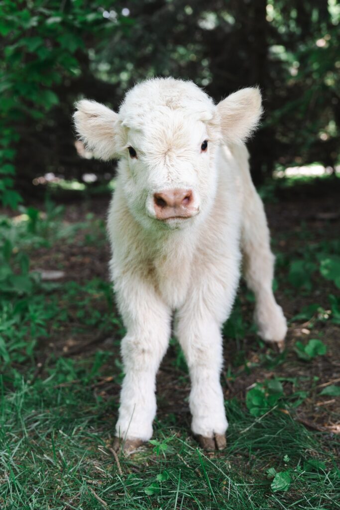 Meet Ellie - Fluffy Feather Farm