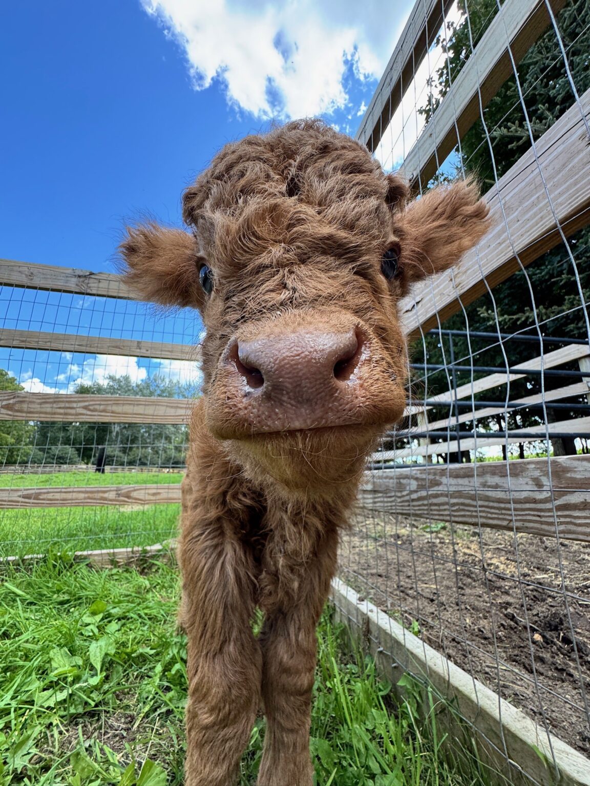 Meet Rusty - Fluffy Feather Farm