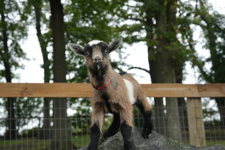 Meet Carl - Fluffy Feather Farm