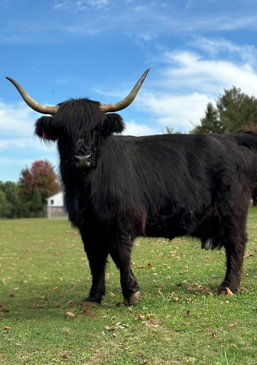 Meet Max - Fluffy Feather Farm